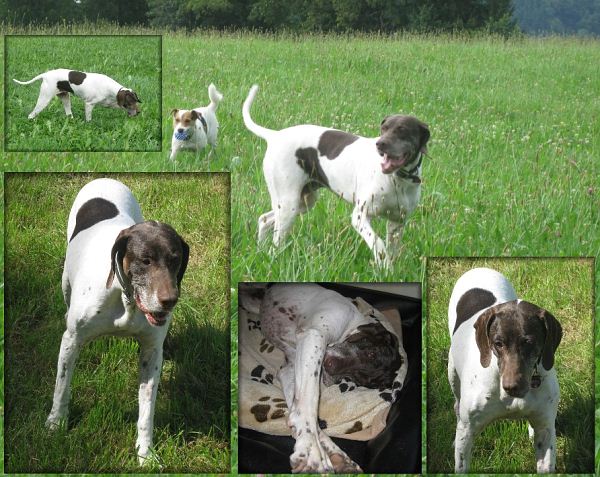 Braque Francais / Large French Pointer - Abu, (Hündin) - Zuhause ...
