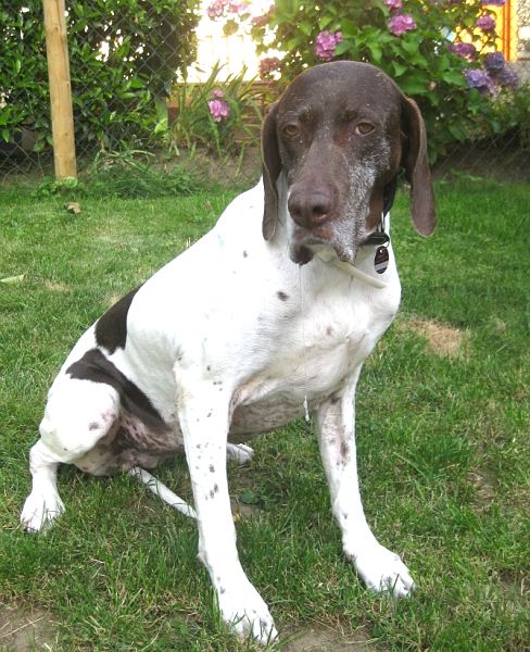 Braque Francais / Large French Pointer - Abu, (Hündin) - Zuhause ...