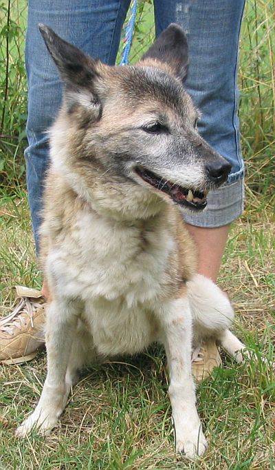 kleinwüchsiger Harzer Fuchs-Mix - ASUN, (Hündin) - Zuhause gefunden ...