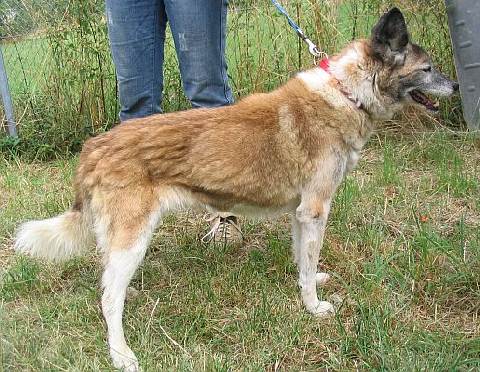 kleinwüchsiger Harzer Fuchs-Mix - ASUN, (Hündin) - Zuhause gefunden ...