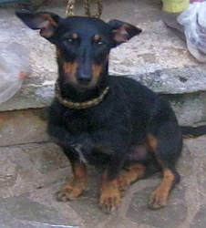 Dackel-Ratero-Mix - Bandido, (Rüde) - Zuhause gefunden - Herztier e.V ...