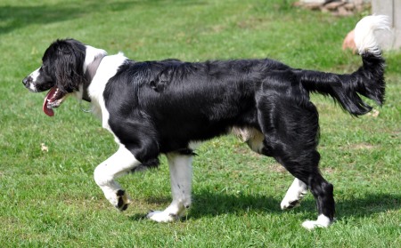 Landseer-Mix - BENNO, (Rüde) - Zuhause gefunden - HUNDSHUUS - Happy ...