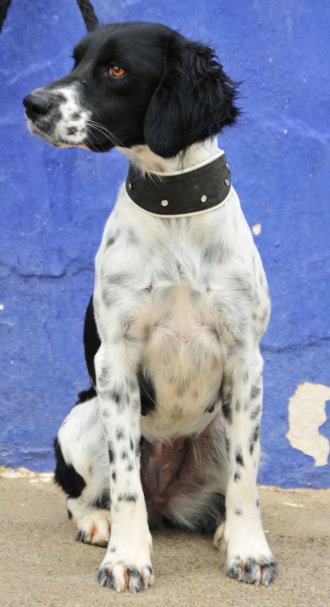 Epagneul Breton Mix - Brit, (Hündin) - Zuhause gefunden - Galgo-Hilfe ...