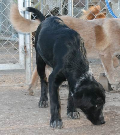 Mischling - Brynmor *, (Welpe(n)) - Zuhause gefunden - Stray einsame ...