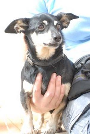 kleiner Ratero - Pinscher Mix - weiter im Zergp.+auf PS in DL - SISSI ...