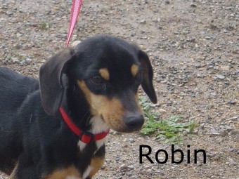 Dackel-Ratero-Mix - *Robin*, (Rüde) - Zuhause gefunden - Mallorca ...