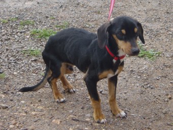 Dackel-Ratero-Mix - *Robin*, (Rüde) - Zuhause gefunden - Mallorca ...