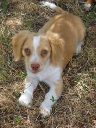 Dackel-Ratero-Mix - Daisy, (Welpe(n)) - Zuhause gefunden - Stiftung ...