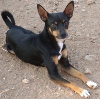 Ratero-Pinscher-Mix - Dustin, (Rüde) - Zuhause gefunden - Bellomio e.V ...