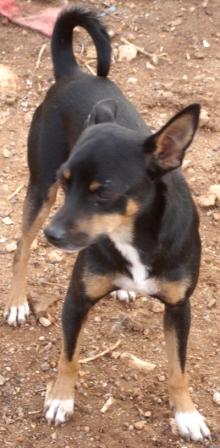 Ratero-Pinscher-Mix - Dustin, (Rüde) - Zuhause gefunden - Bellomio e.V ...