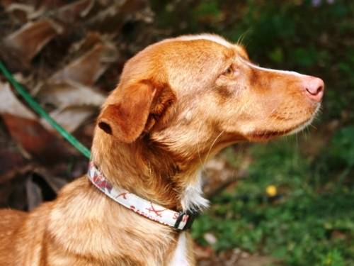 Podenco Maneto Mix - Petsie, (Hündin) - Zuhause gefunden - Helfende ...