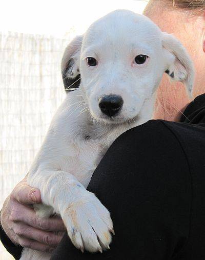 Basset Dalmatiër Mix Dalmatiner | Hunderassen