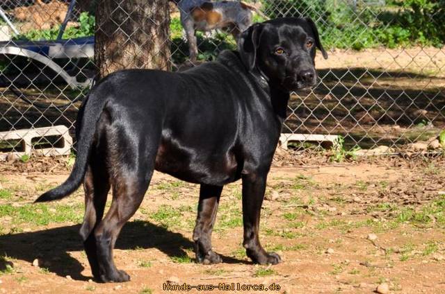 Labrador-Dackel-Mix - NORA, (Hündin) - Zuhause gefunden - Hunde aus ...
