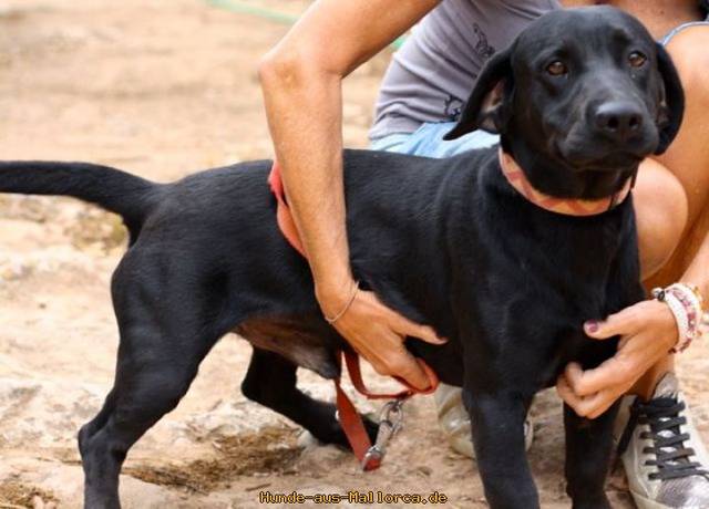 Dackel-Labrador-Mix - DON, (Rüde) - Zuhause gefunden - Hunde aus ...