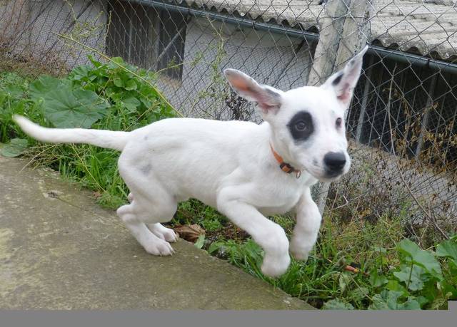 Mischling - Brayan, (Welpe(n)) - Zuhause gefunden - saving-dogs.de ...