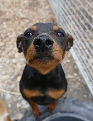 Happy End Chili, Ratero Mallorquin (Mix?) (Rüde) - Zuhause gefunden ...