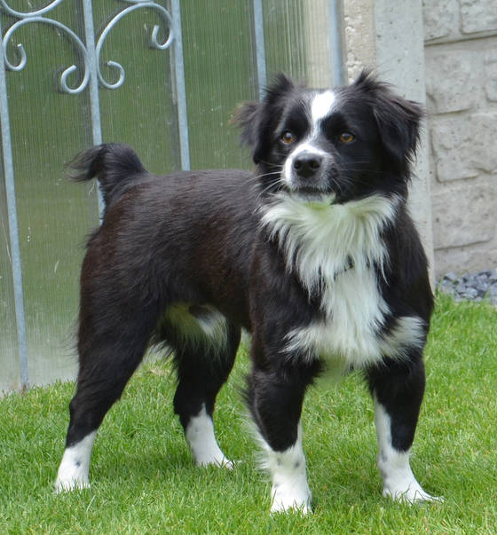 Mischling - Pepper, (Rüde) - Zuhause gefunden - Hundepflegenest ...