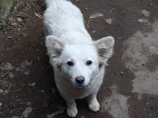 Corgi Spitz Mix - Blanca, (Hündin) - Zuhause gefunden - Tierhilfe Pro ...