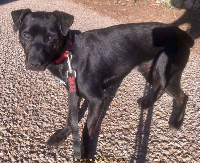 Ratero-Mix - GINO, (Rüde) - Zuhause gefunden - Hunde aus Mallorca e.V ...