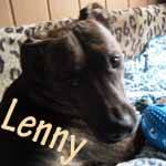 Kelb-tal-Kacca-Mischling - Lenny, (Rüde) - Zuhause gefunden - Hopscotch ...