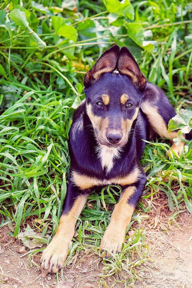 Ratero-Mix - MURMEL, (Welpe/Hündin) - Zuhause gefunden - Hunde aus ...