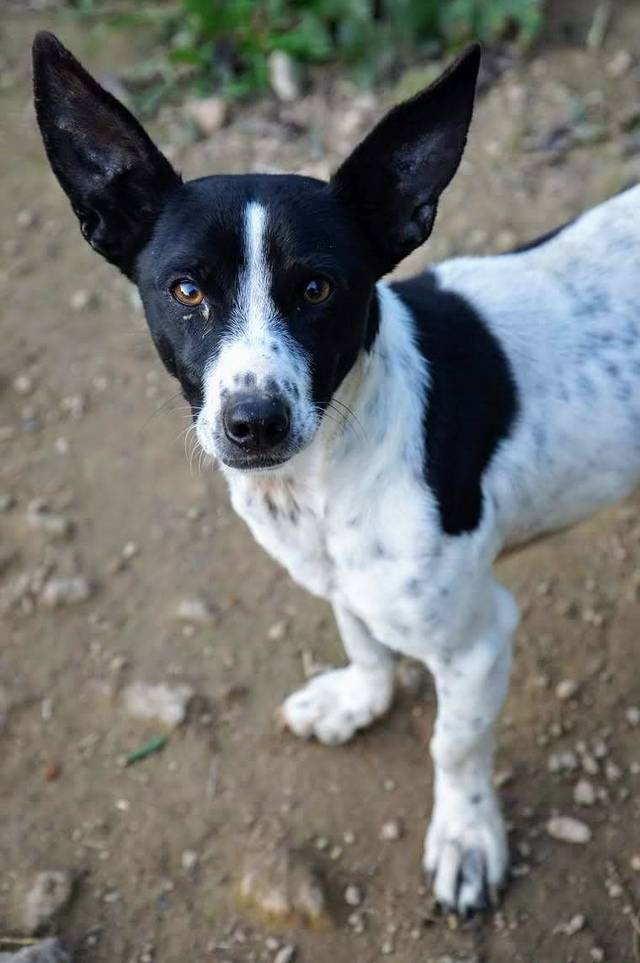 Ratero-Mix - MATIMBO, (Rüde) - Zuhause gefunden - Hunde aus Mallorca e ...