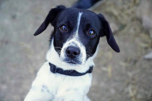 Ratero-Mix - CHICHO, (Rüde) - Zuhause gefunden - Hunde aus Mallorca e.V ...