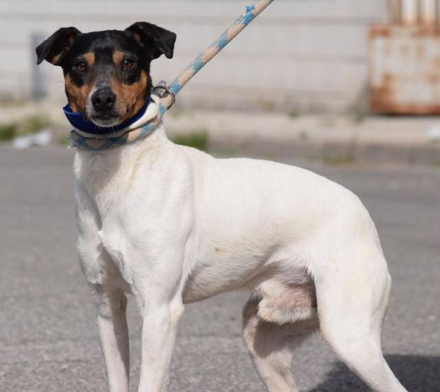 JOVI, Bodeguero Andaluz - span. Jack-Russell (Rüde) sucht ein Zuhause ...