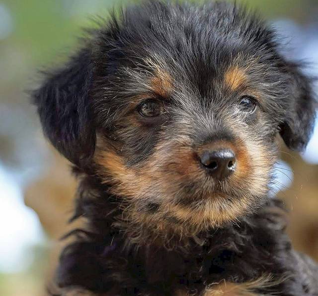 Ratero-Mix - COLA, (Rüde) - Zuhause gefunden - Hunde aus Mallorca e.V ...