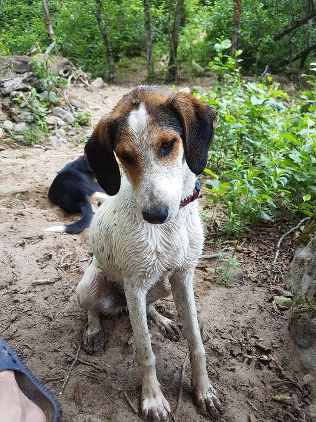 Lessy, Mischling (Rüde) sucht ein Zuhause - SOS-Strassentiere ...