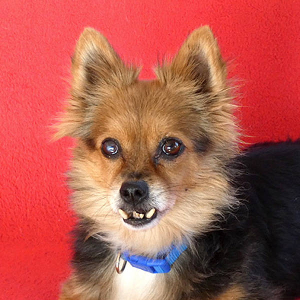 Minifee, Zwergspitz / Langhaar Chihuahua-Mischling (Hündin) sucht ein ...
