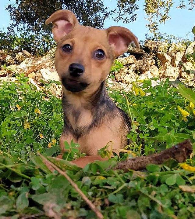 Ratero-Mix - HEIDEMARIE, (Welpe/Hündin) - Zuhause gefunden - Hunde aus ...