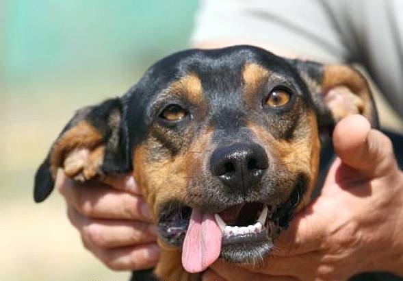 Ratero-Mix - LOCKO, (Rüde) - Zuhause gefunden - Hunde aus Mallorca e.V ...