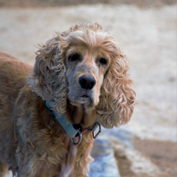 MIA, Cocker Spaniel (Hündin) sucht ein Zuhause - Cocker-Rettung e.V ...
