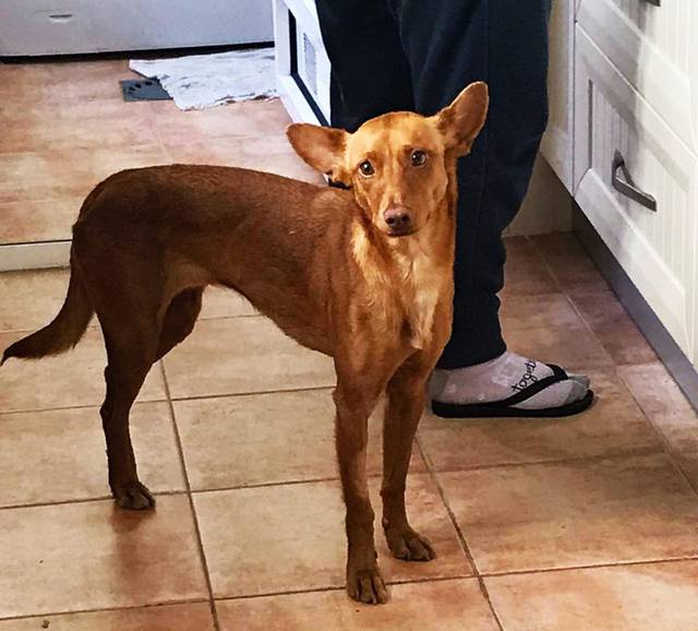 MIEL, Podenco-Mix (Hündin) sucht ein Zuhause - Tierhilfe Granada ...