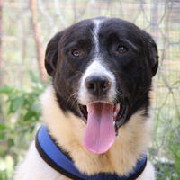 Bernhardiner(?)-Mix - NINO, (Rüde) - Zuhause gefunden - adopTiere e.V ...