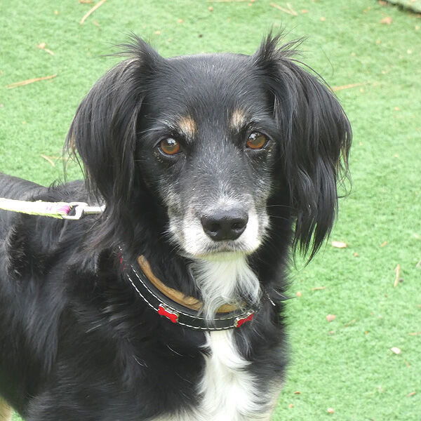 Mumyla, Sheltie Cocker Mischling (Hündin) aus 481.. im Raum Münster (D ...