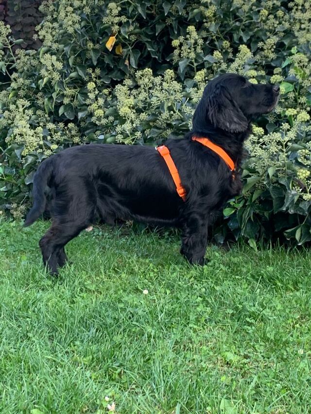 Cookie, Cocker Spaniel (Rüde) aus 67705 Stelzenberg (D) sucht ein ...