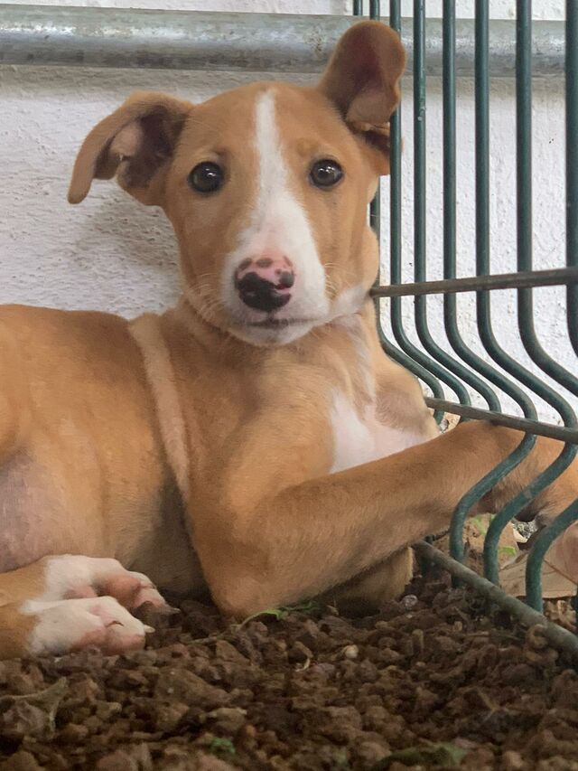 Toño, Podenco (Rüde) sucht ein Zuhause - Pro Animal de Tenerife ...