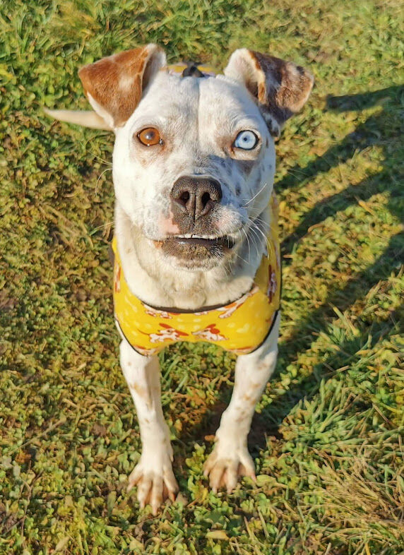 Hund, Jenny - Husky-Pointer-Mix 01/2020 - sucht neues Zuhause