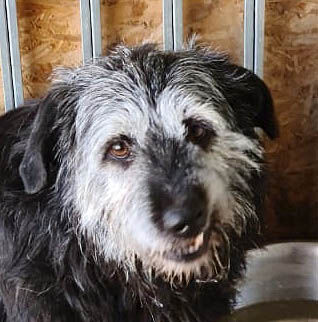 kleiner Rollmops - HUGO - reserviert, (Notfall/Rüde) - Zuhause gefunden ...