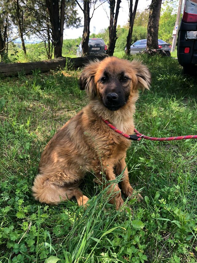 Mischling - LIAM, (Notfall/Welpe) - Zuhause gefunden - Verein Casa ...