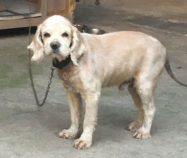 Joe Cocker, Cocker Spaniel (Rüde) sucht ein Zuhause - Hundehilfe ...