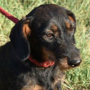 Dackel in Not - Hundevermittlung - Das Online-Tierheim sucht deine ...