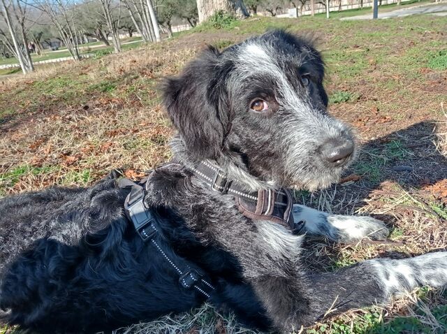 Jagdhund Mischling - MIARA, (Hündin) - Zuhause gefunden - Tierschutz ...