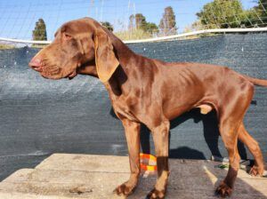 Deutsch Kurzhaar Jagdhund - Roger, (Rüde) - Zuhause gefunden ...