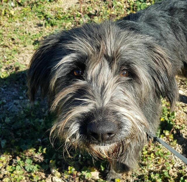 Pastore Fonnese Mischling - Maia, (Hündin) - Zuhause gefunden - saving ...