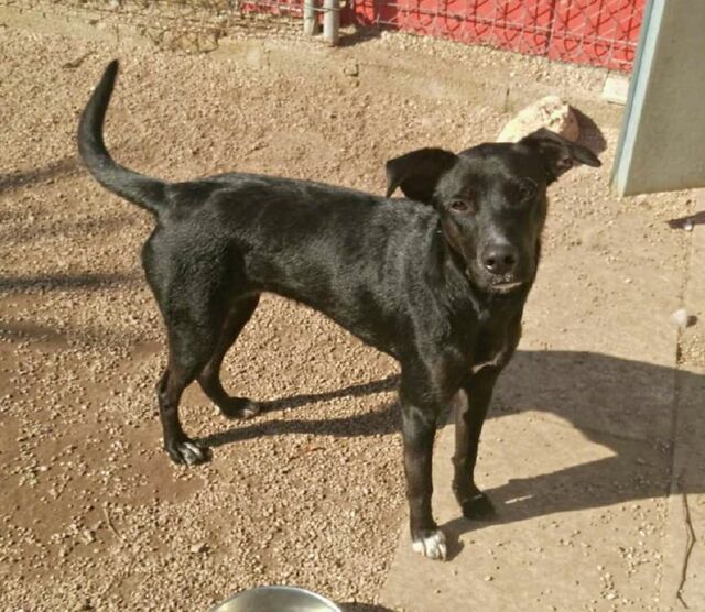 Mischling - Kalea, (Hündin) - Zuhause gefunden - TSV Denia Dogs e.V ...