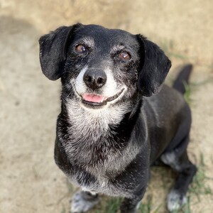Dackel in Not - Hundevermittlung - Das Online-Tierheim sucht deine ...