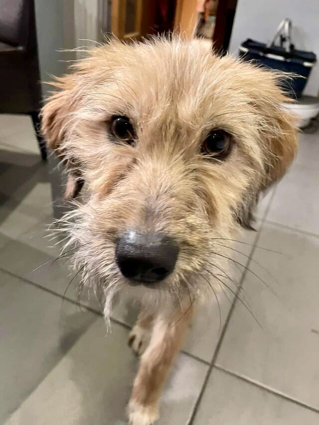 Mischling - Susi, (Hündin) - Zuhause gefunden - Tierhilfe Costa del ...